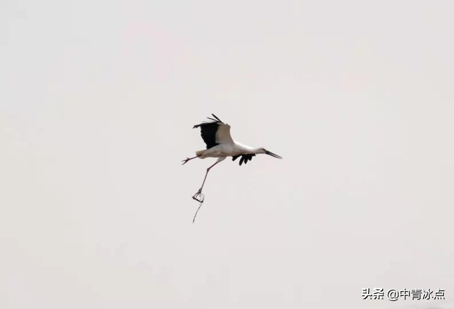 The rare big bird is dragging the trap in the air, it looks too painful ...