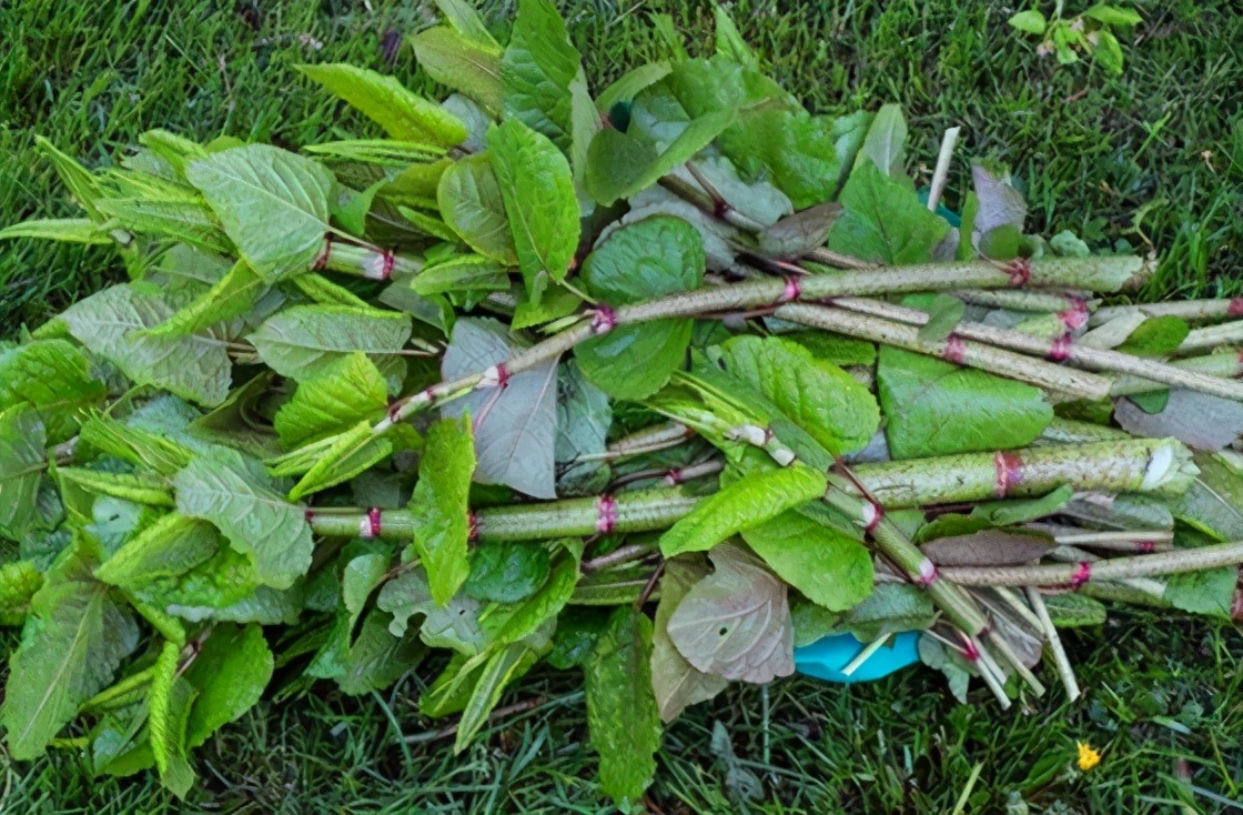 The "fighter" among invasive species has caused UK housing prices to ...