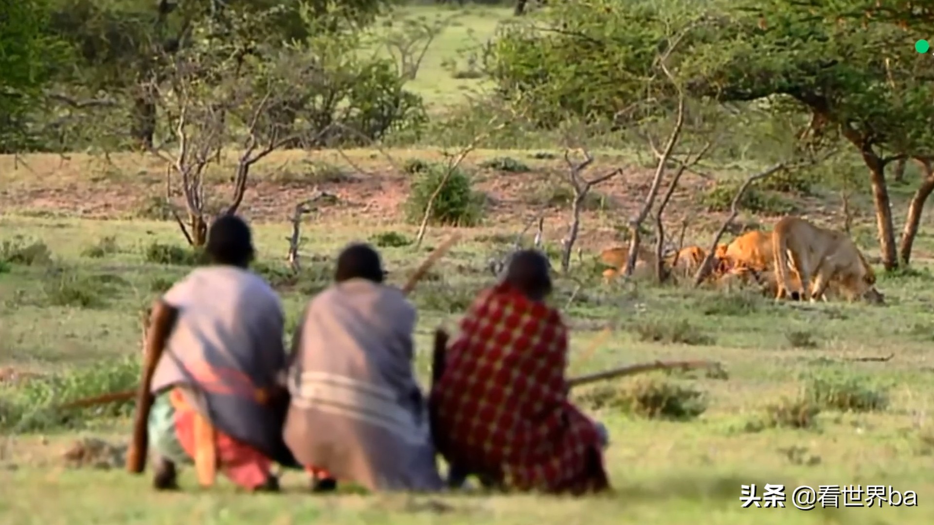 The real Maasai "lion hunting" scene, chasing and blocking the spear ...