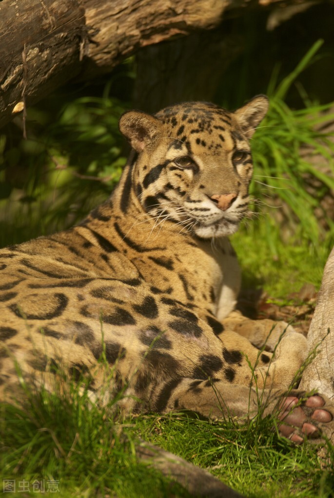 The almost extinct clouded leopard appears again. Is this the revival ...