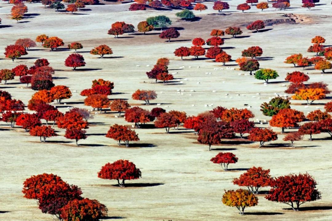 There is a madman "chasing the maple" in Xing'an League - iNEWS