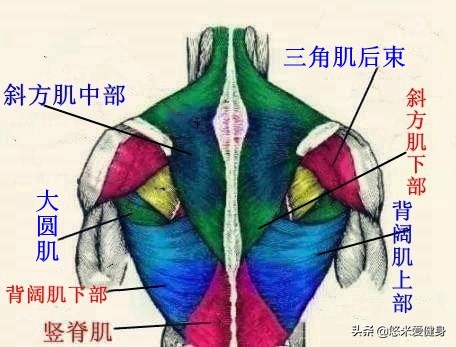 How to train the back muscles?Just do these 9 actions, so you can ...