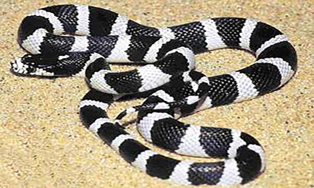 How many snakes do you know about these snakes of the snake family ...