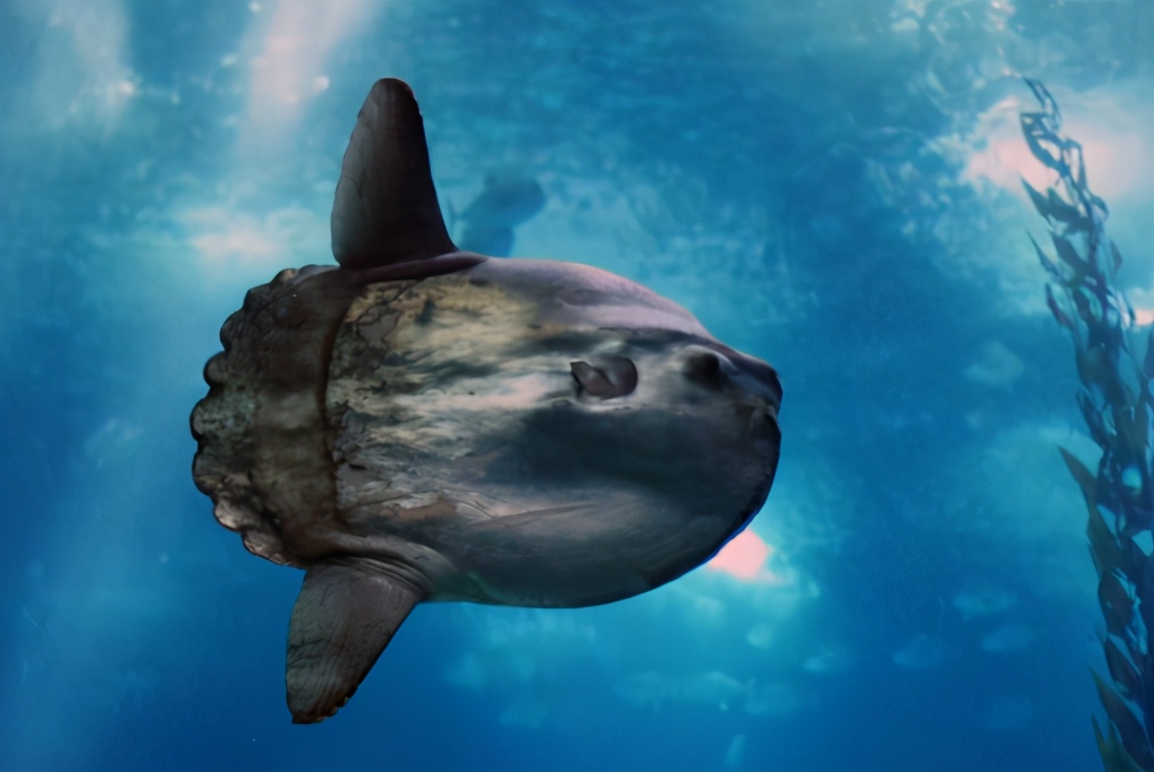 Sunfish lay 300 million eggs each time, why are they vulnerable?Because ...