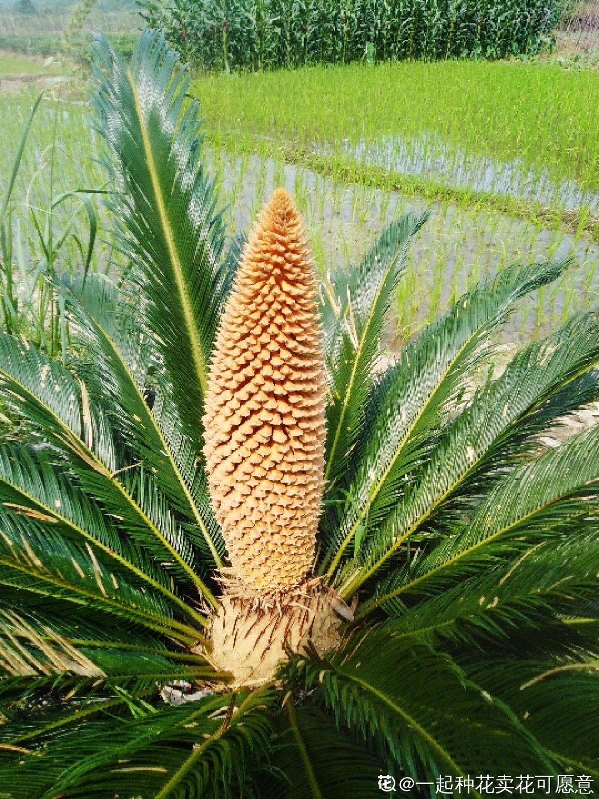 Is the iron tree blooming just an idiom?No, iron trees can really bloom ...