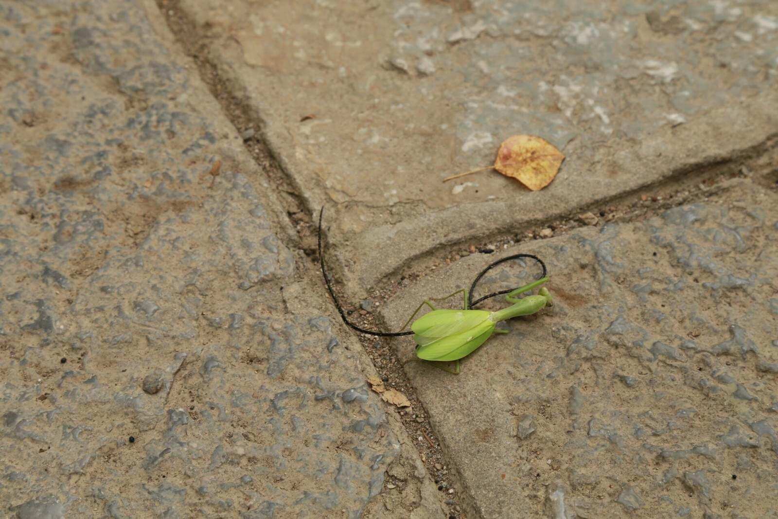 Is iron worm really that scary? - iNEWS