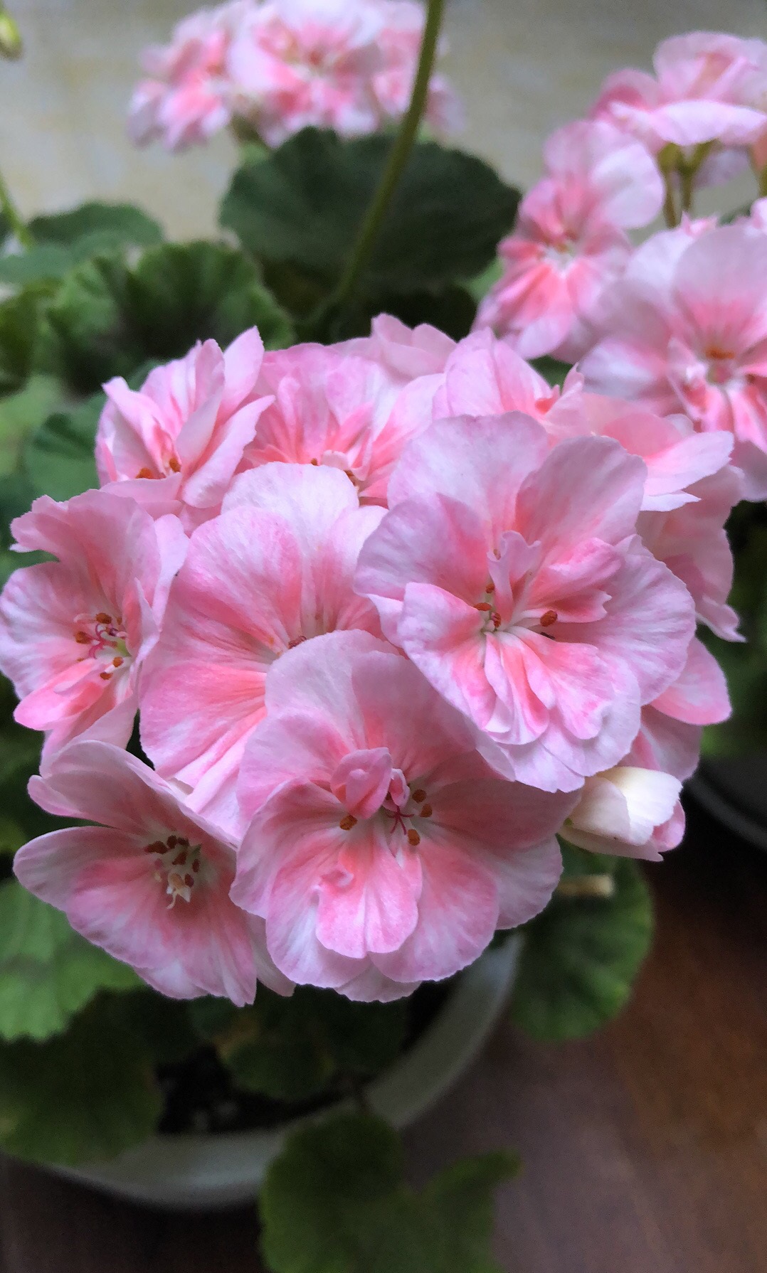 The "princess" of the geranium world, with high appearance and easy ...