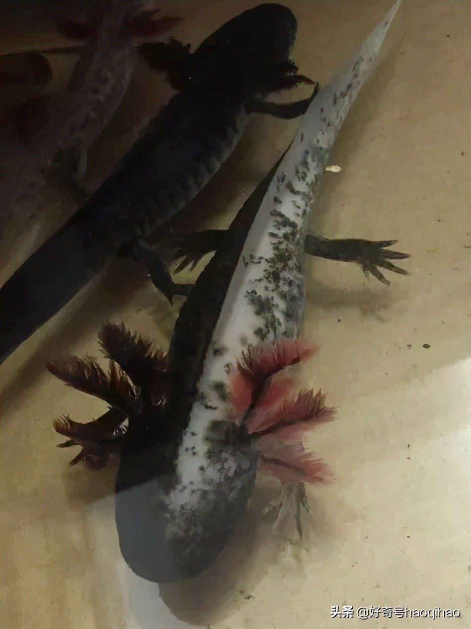 Regenerate and small hexagonal dinosaurs. Pay attention to these 5 ...