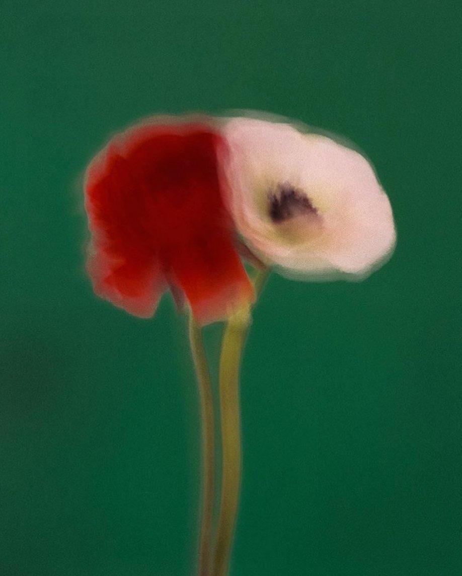 Spanish photographer Paula Codoner I Film flower photography - iNEWS