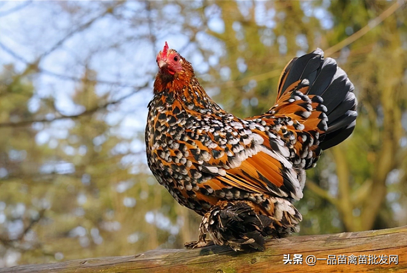 Raising this kind of chicken is very sweet. The "dwarf chicken" that ...