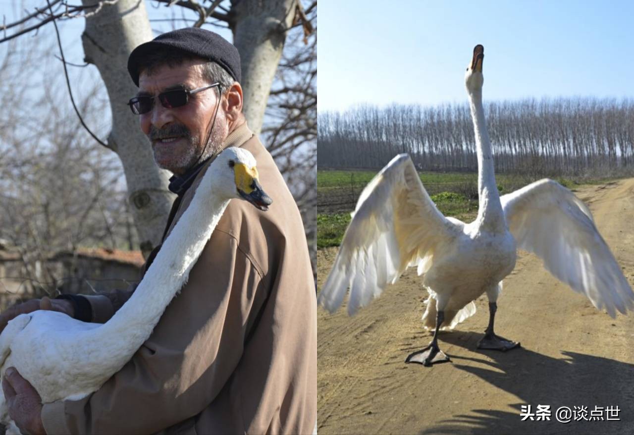 The Turkish man raised the swan into a domestic goose, and they have ...