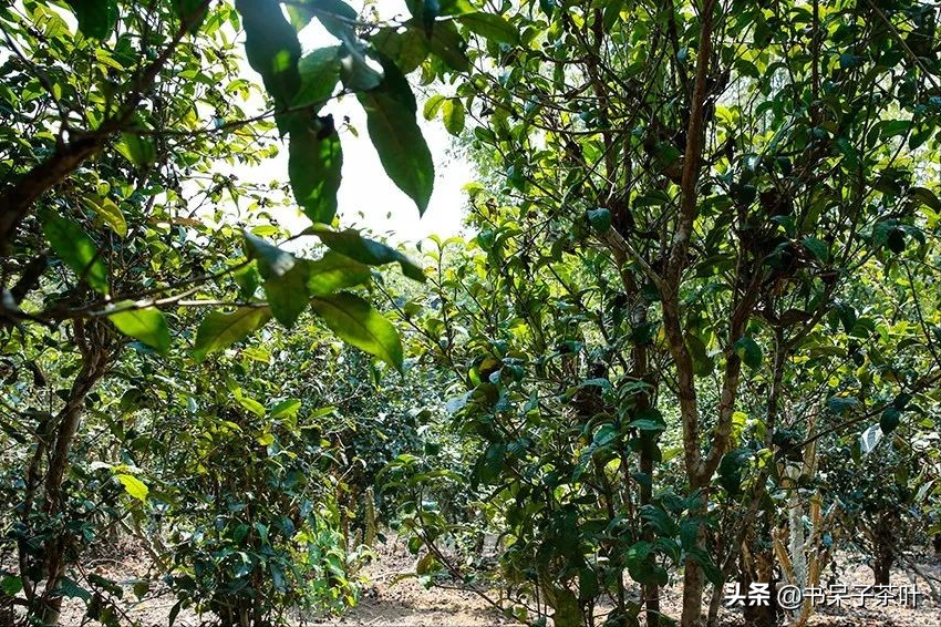 The world is sweeter and wilder than Dingzhen! A thousand acres of ...