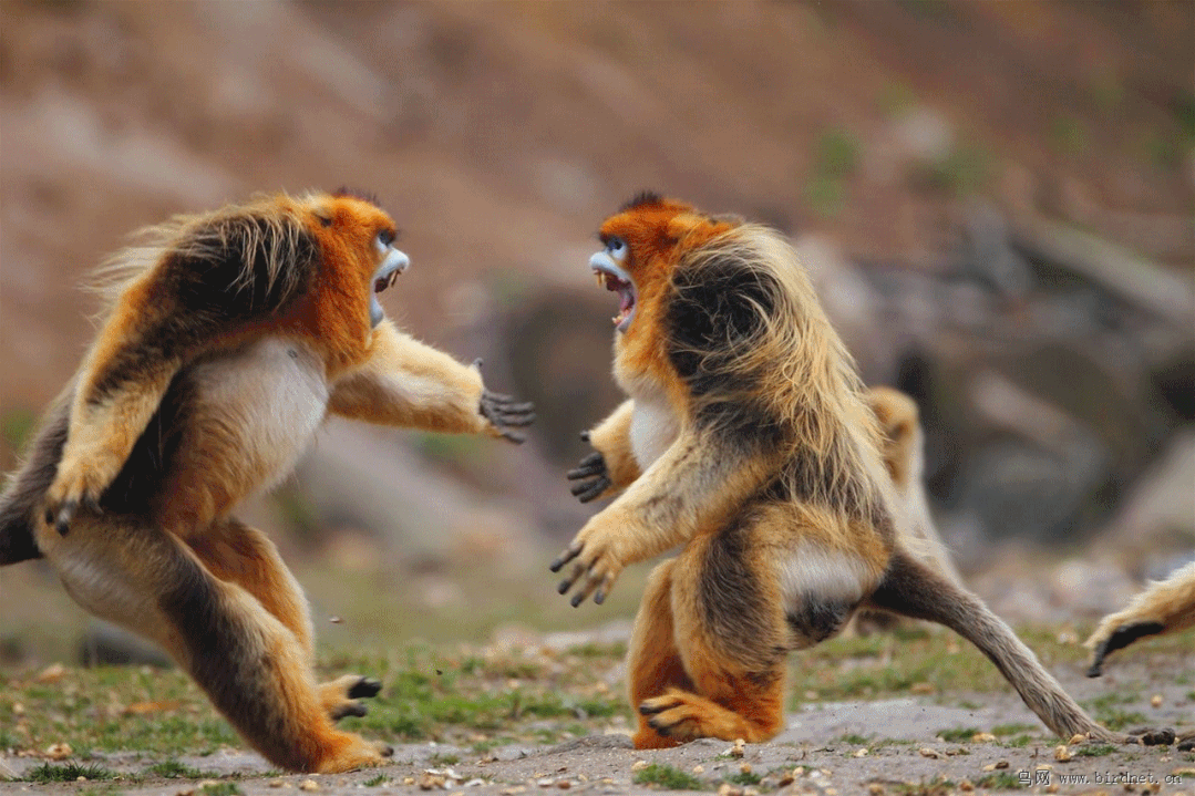 Welcome to COP15 and protect biodiversity - iNEWS