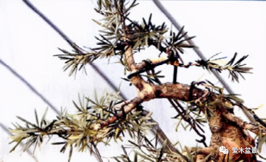 A Luo Han Song's initiality - iNEWS