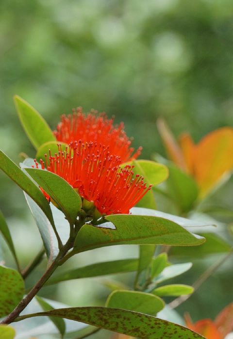 Young roseapple Xanthostemon youngii, Myrtle family Myrtle - iNEWS