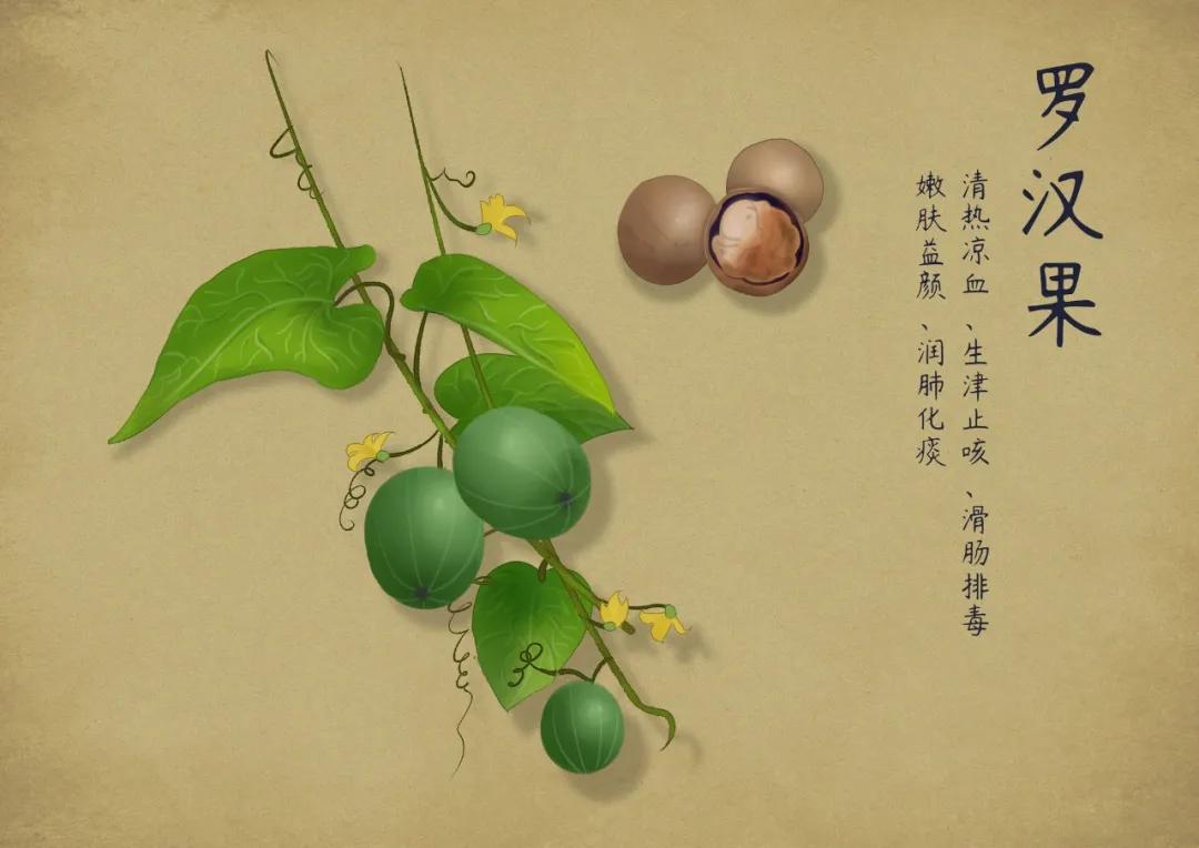 Longevity fruit, fairy fruit... it is the Luo Han Guo that nourishes ...