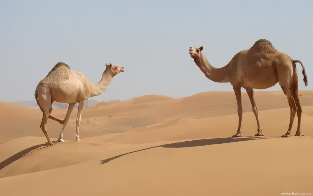 Will wild camels attack humans?Does it have natural enemies in the wild ...