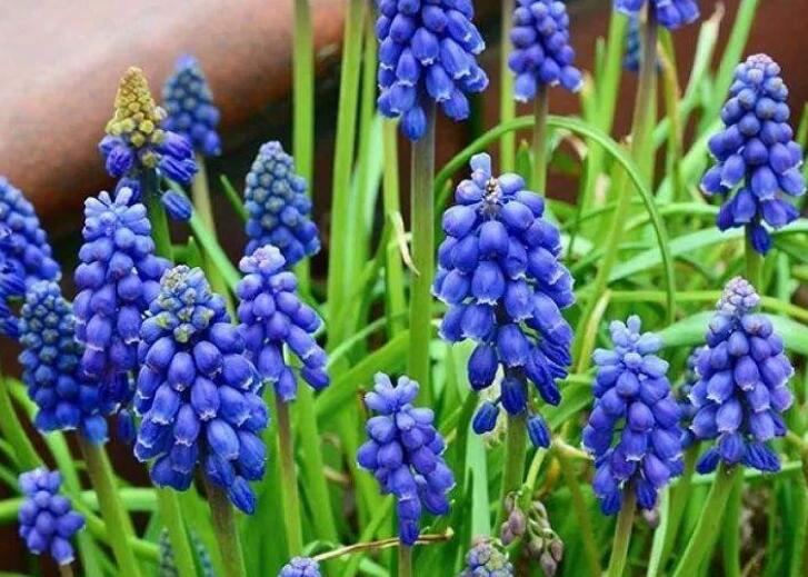 4 types of "plant bulbs", flowering in spring, more beautiful in the ...