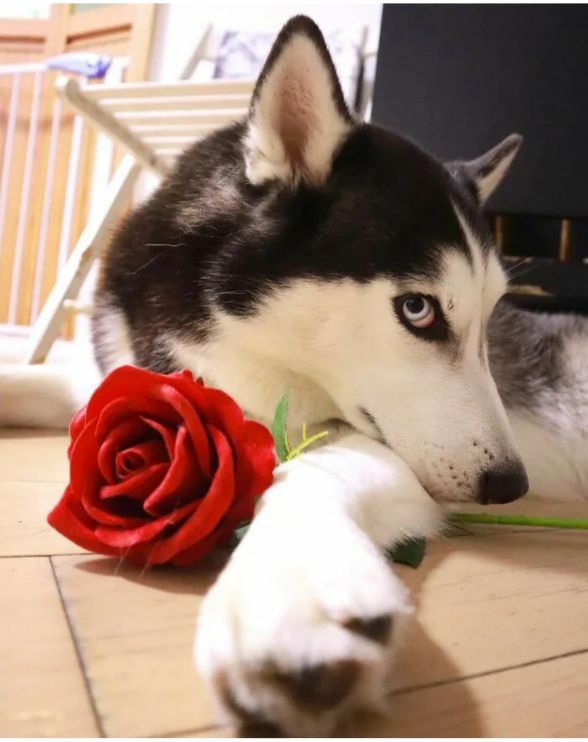 Russian famous dog Siberian Husky, various interesting facts about Erha ...