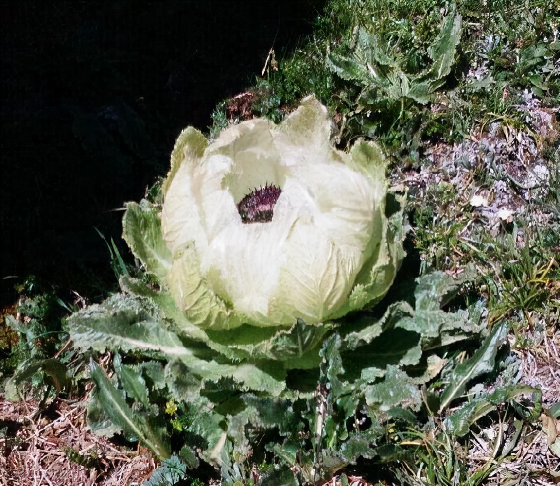 The "Tianshan Snow Lotus" in Xinjiang takes 8 years to grow into one ...