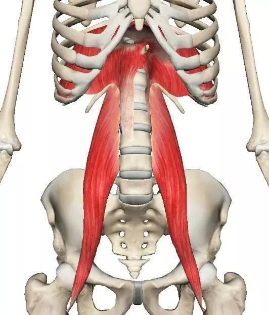 Practicing yoga, you have to know these anatomical knowledge, with 20 ...