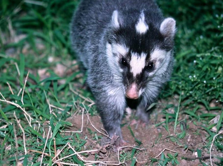 Species Encyclopedia: Ferret badger - iNEWS