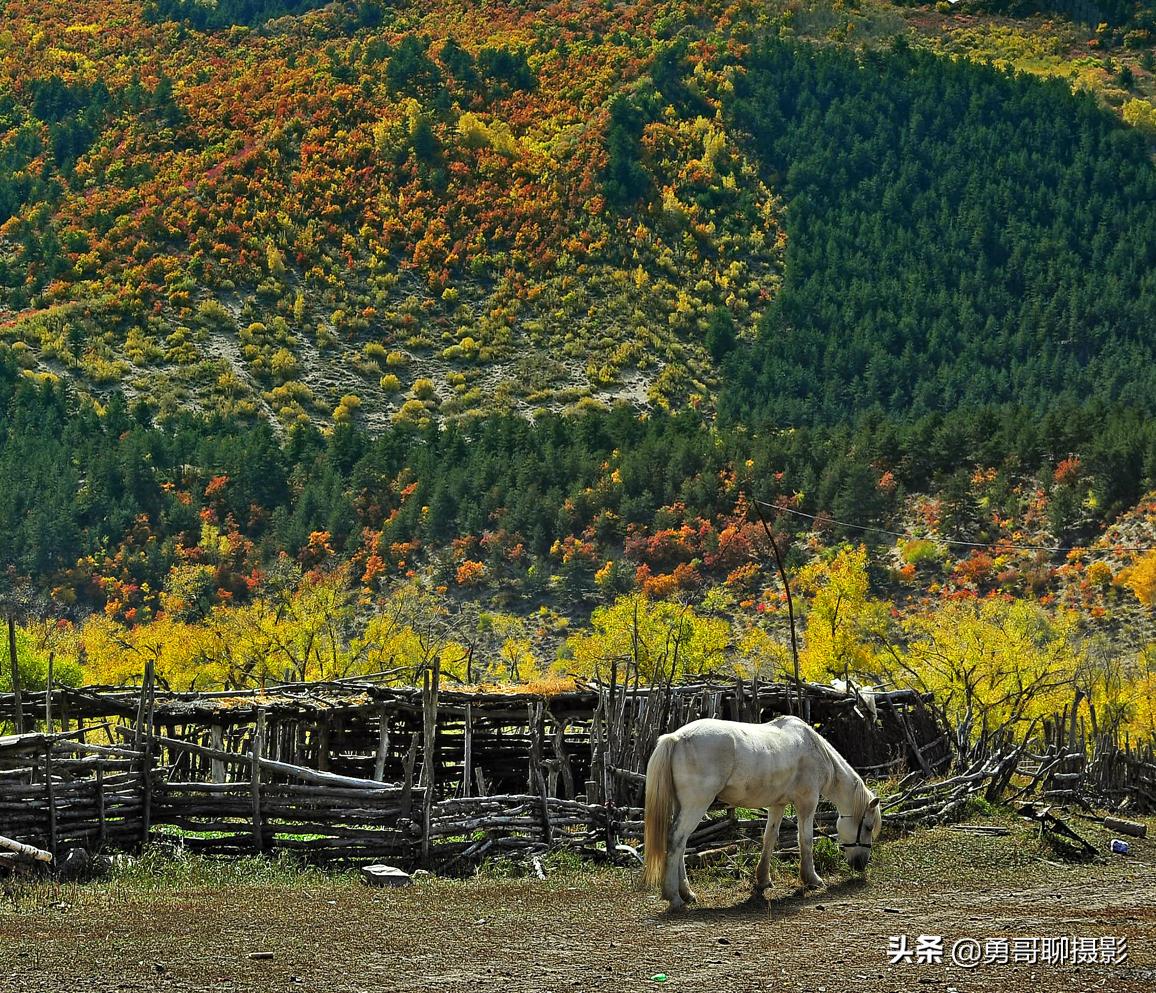 Here is the most beautiful autumn-a guide to autumn scenery in Bashang ...