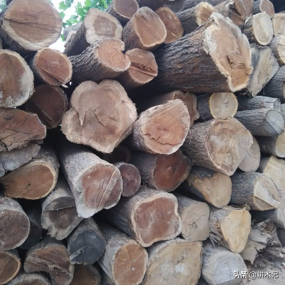 Wood Introduction-Catalpa - iNEWS