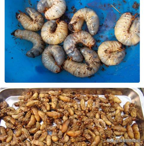 Ten flavors of the Dai people - iNEWS