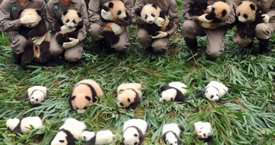Kill the pandas, they are serious - iNEWS