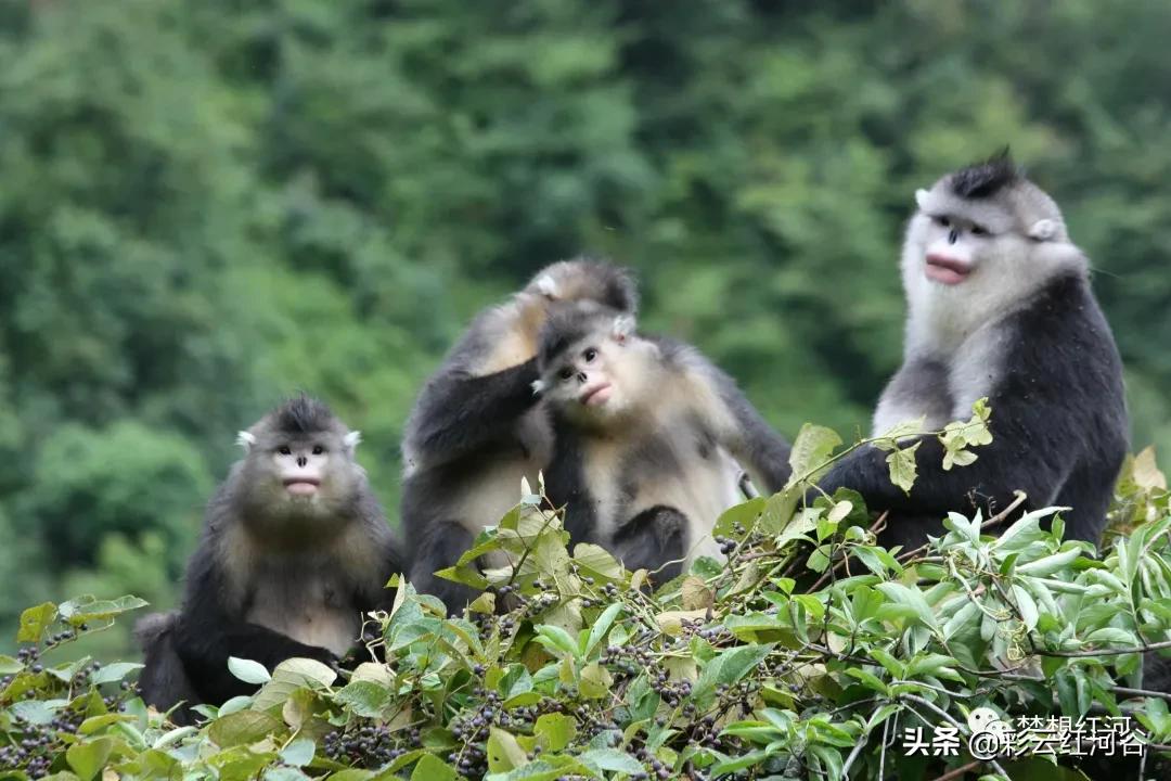 Guarding the "Snow Mountain Elf" Yunnan Golden Monkey - iNEWS