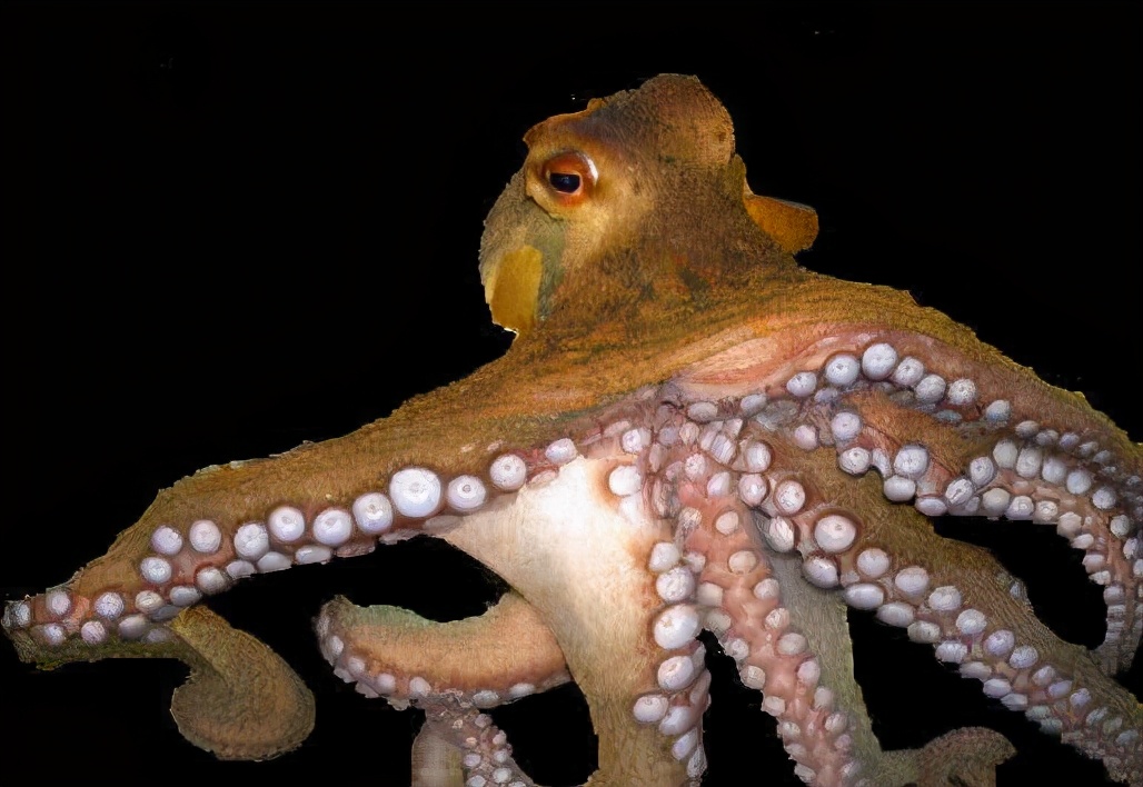Why did the octopus have not evolved from civilization, scientists: a ...