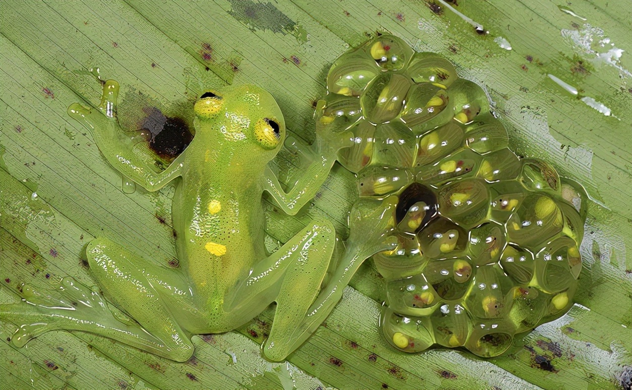 The rare frog in the world, not the kind you have seen - iNEWS