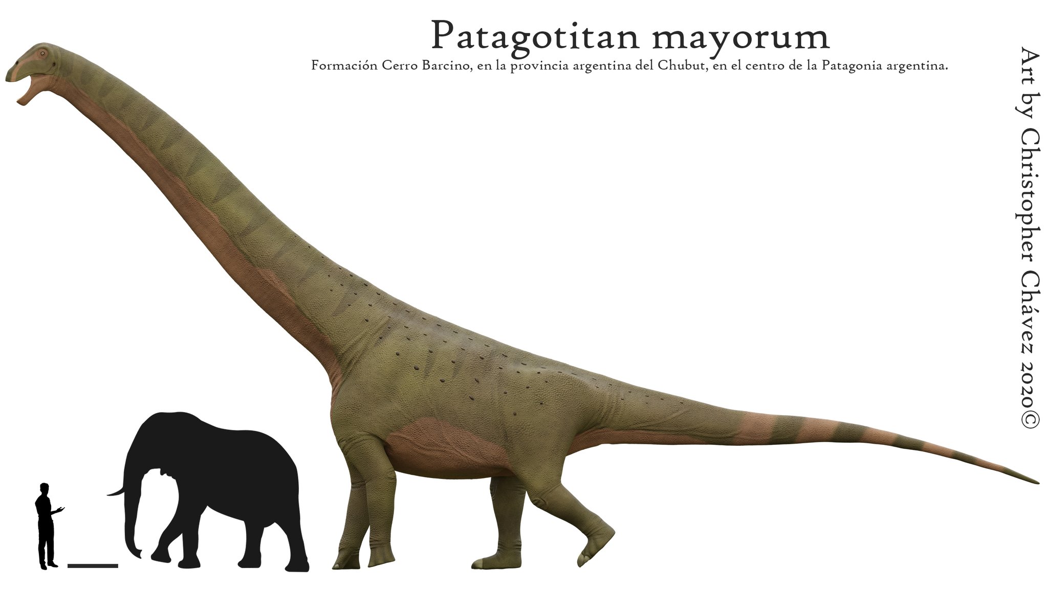 The most continental dinosaur so far may be discovered, weighing more ...