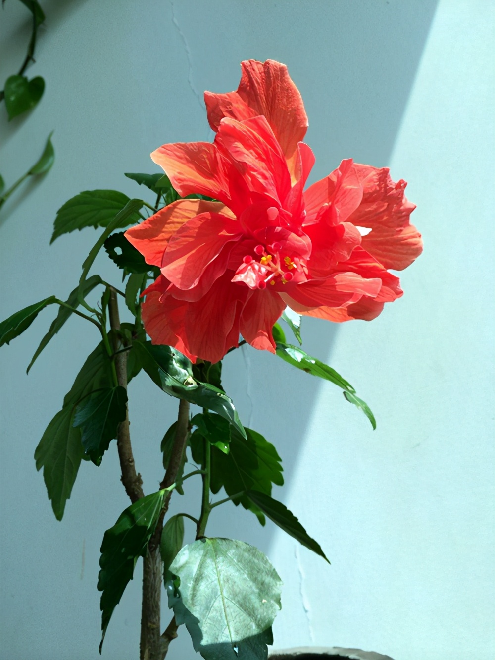The hibiscus flower that likes to be exposed to the sun is familiar ...