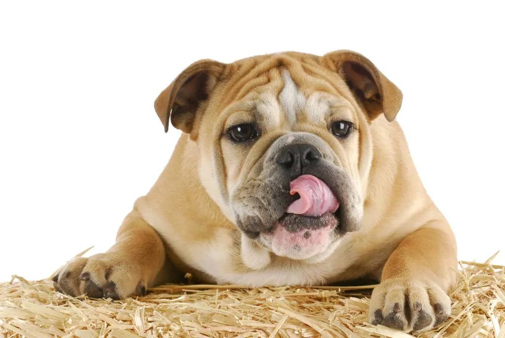 The 5 most greedy dogs, did I keep a dog or a pig? - iNEWS