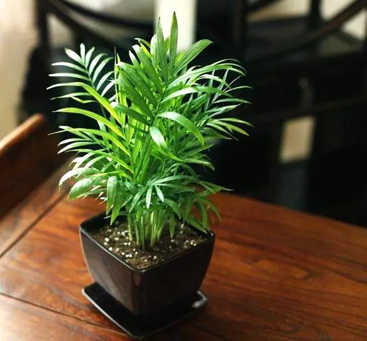 The potted pocket coconut can be made into single-drying, double-drying ...