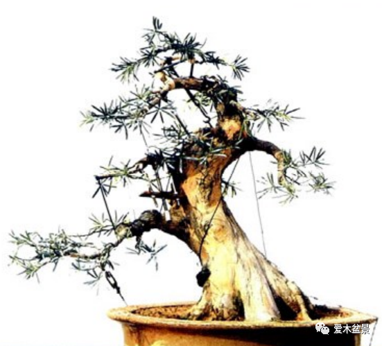 A Luo Han Song's initiality - iNEWS