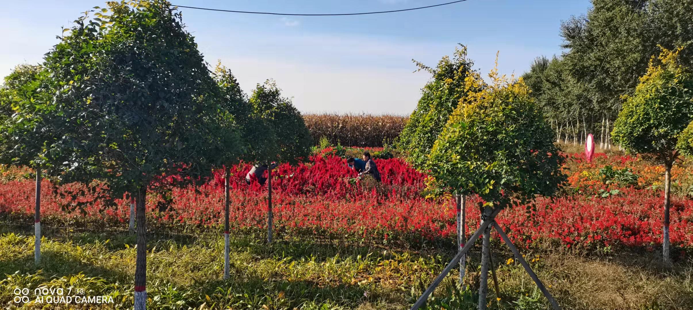 Where is the remote Xiaotun Fever in the autumn countryside? - iNEWS