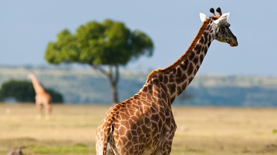 How do fierce giraffes mate with two stories tall, super kicking? - iNEWS