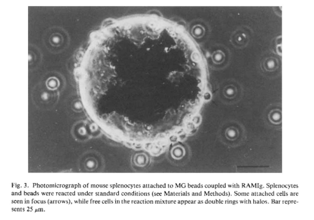 Brief introduction of in vitro application of biomagnetic beads - iNEWS