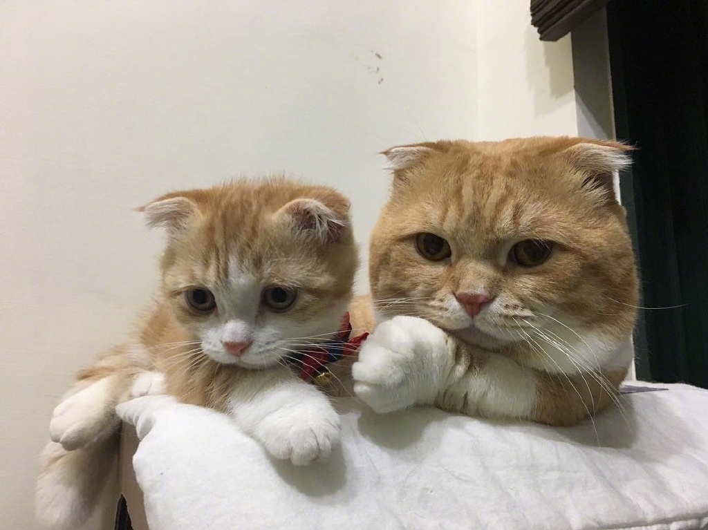 Cats' cheeks are not just about gaining weight, but also to master ...