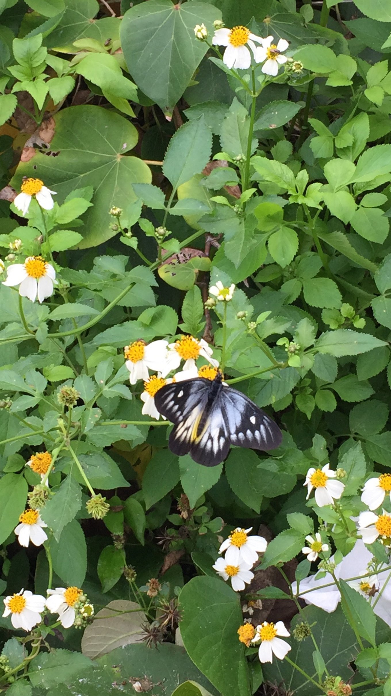 7-day girlfriend tour in Hong Kong - iNEWS