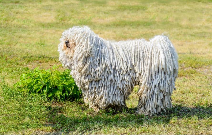 "Buy a dog is cool for a while, keep a dog crematorium" several kinds ...