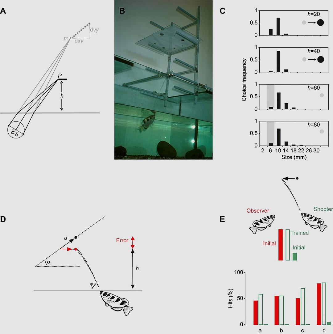 The water-shooting fish completes the hunt in 4% of the second, and the ...
