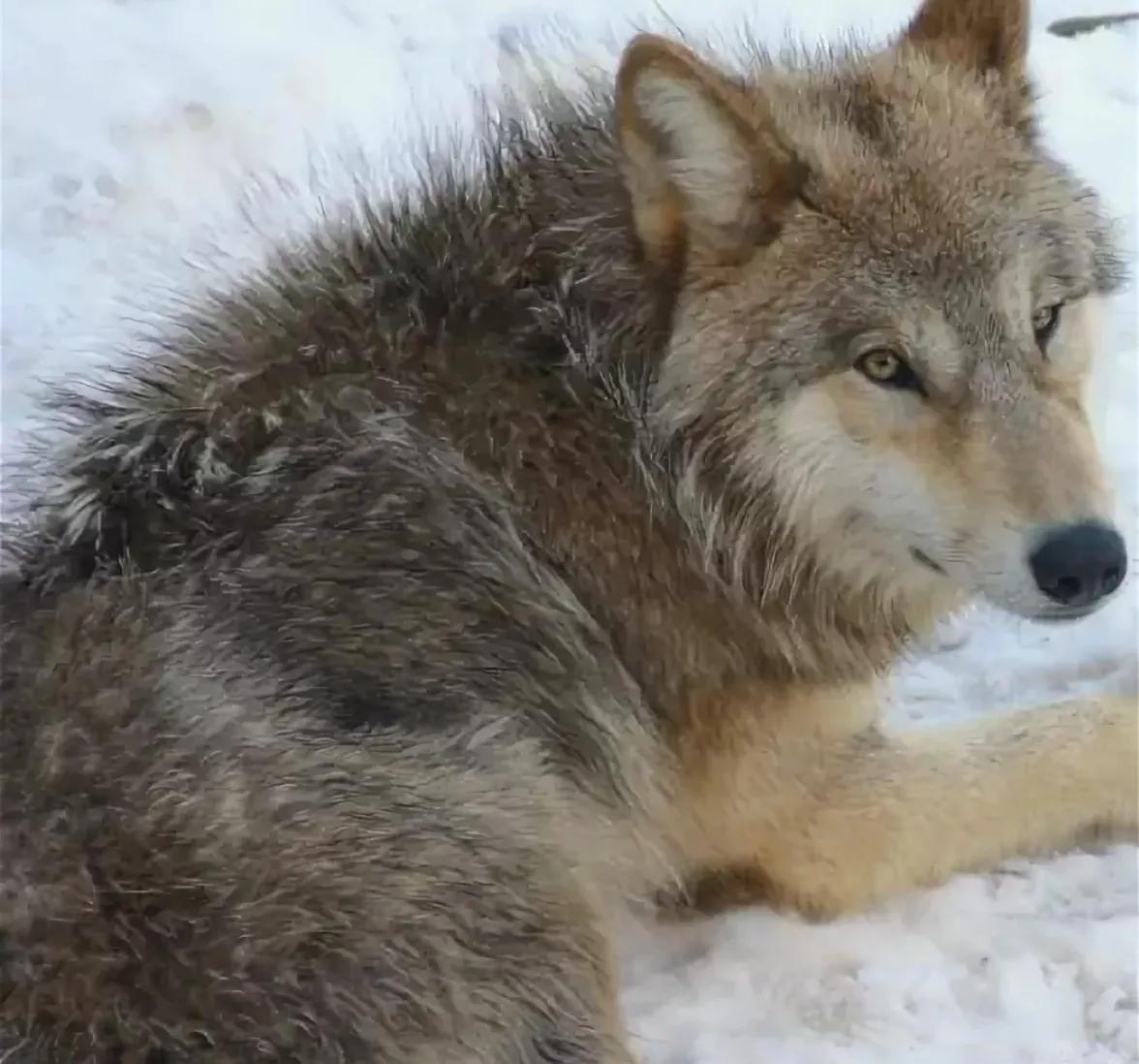 Essays of Kyrgyzstan in Central Asia (Wolf) - iNEWS