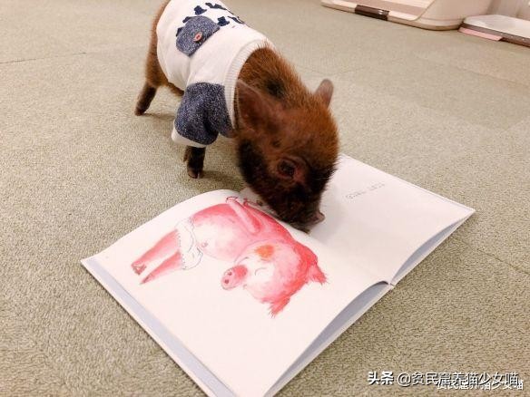 Super cute pig cafe, making piggy become a new trend? Netizen: The mini ...