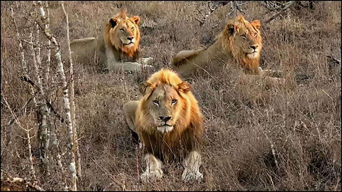 The captain of the disabled lion king, became famous in his childhood ...