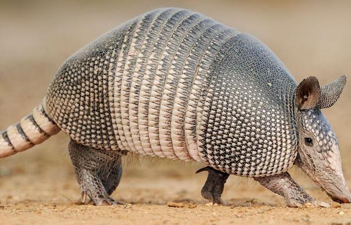 How hard is the armadillo shell that has lived for nearly 60 million ...