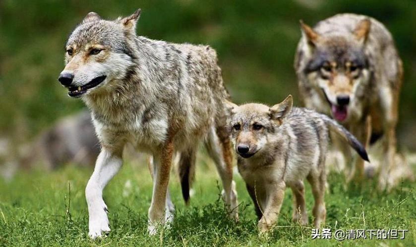 In the family-based wolf pack, the lower wolves do not have the right ...